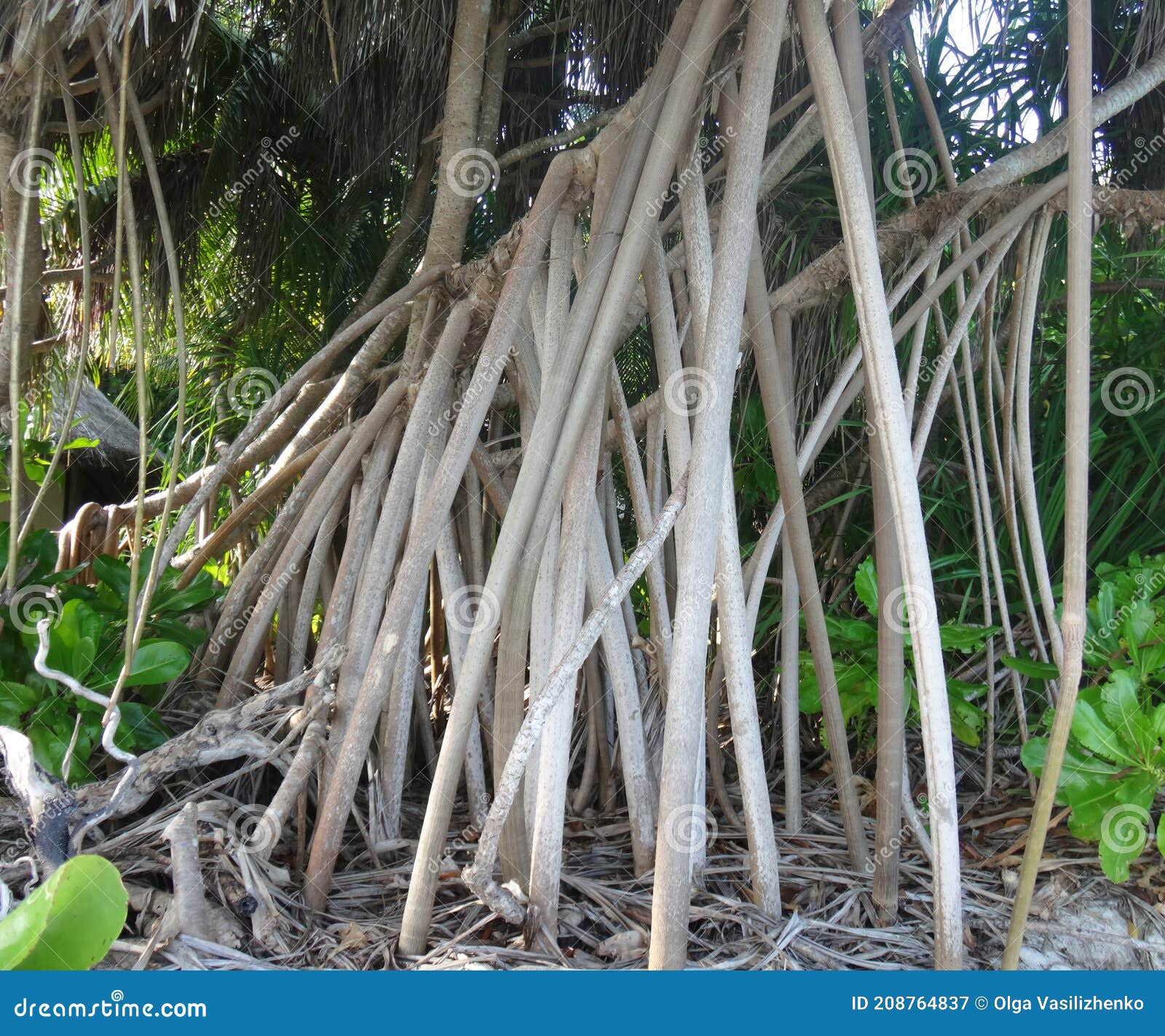 Tropical Vines. Large Tree Roots Stock Image - Image of green, branch ...
