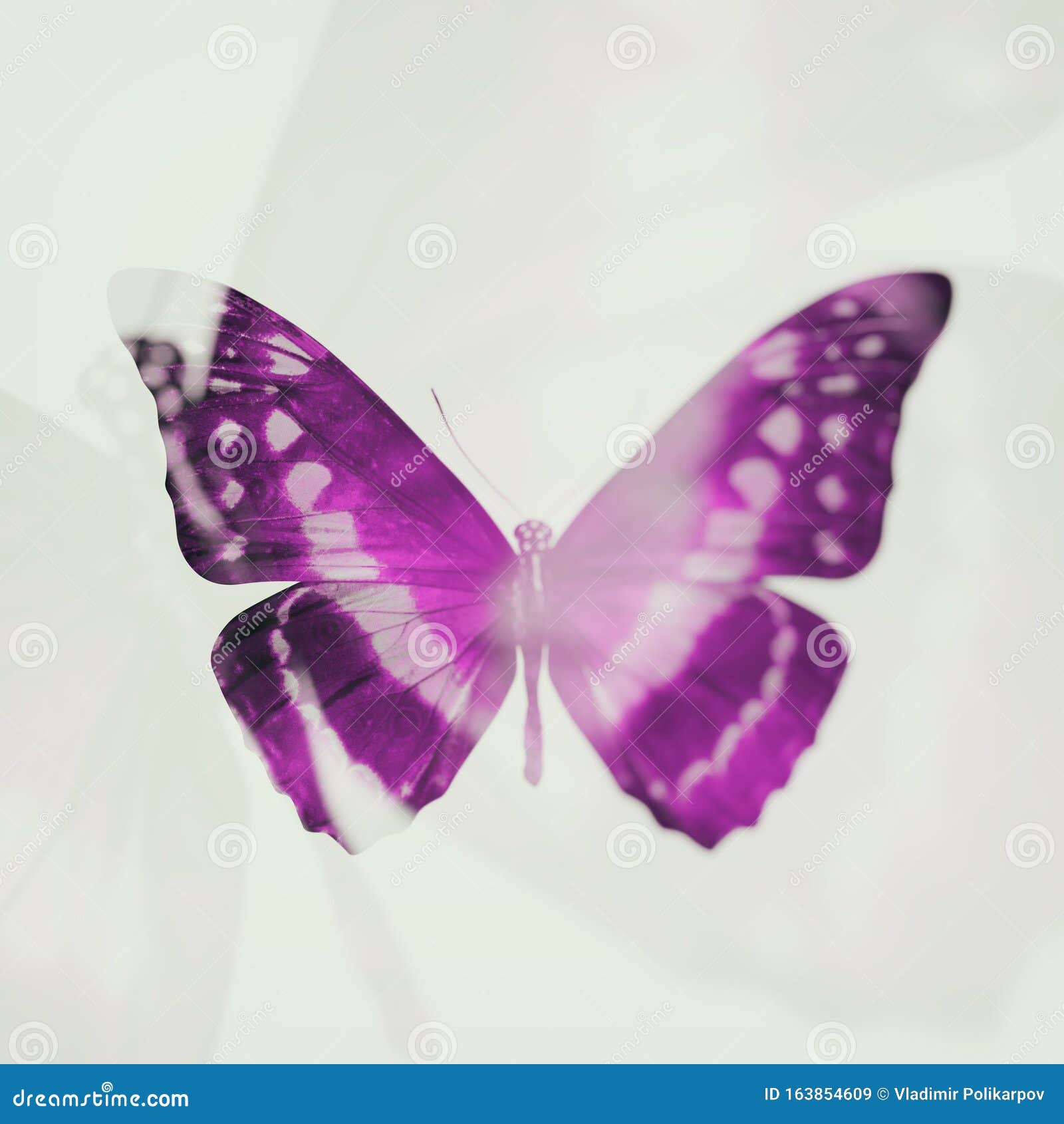 Tropical Violet Butterfly. Isolated on White Stock Image - Image of ...