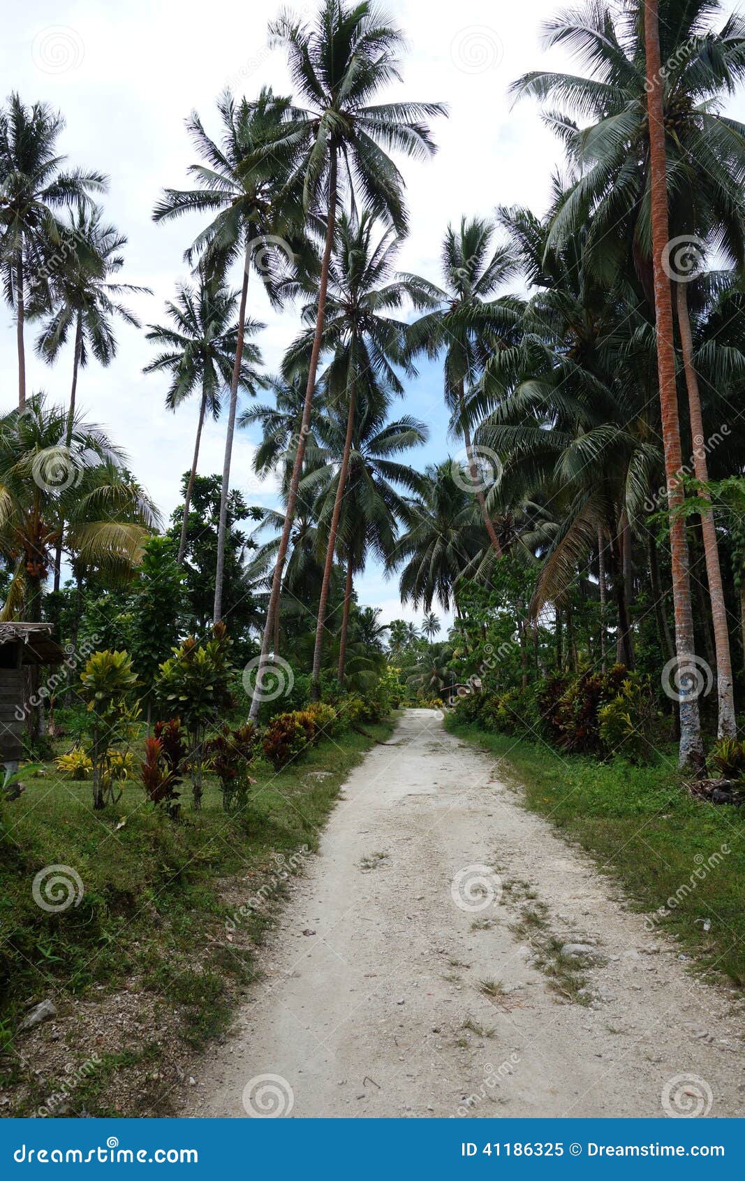 Tropical walk of palms stock image. Image of coral, beach - 41186325