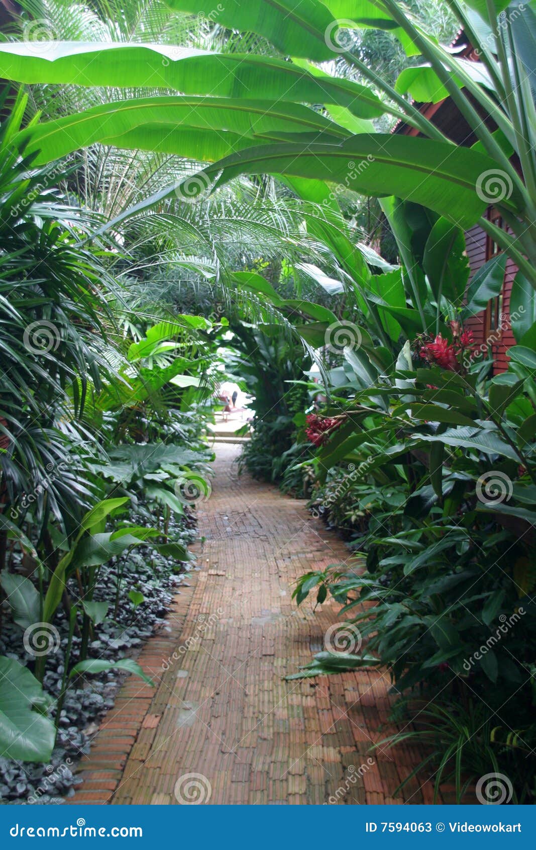 Tropical walkway stock image. Image of garden, road, jungle - 7594063
