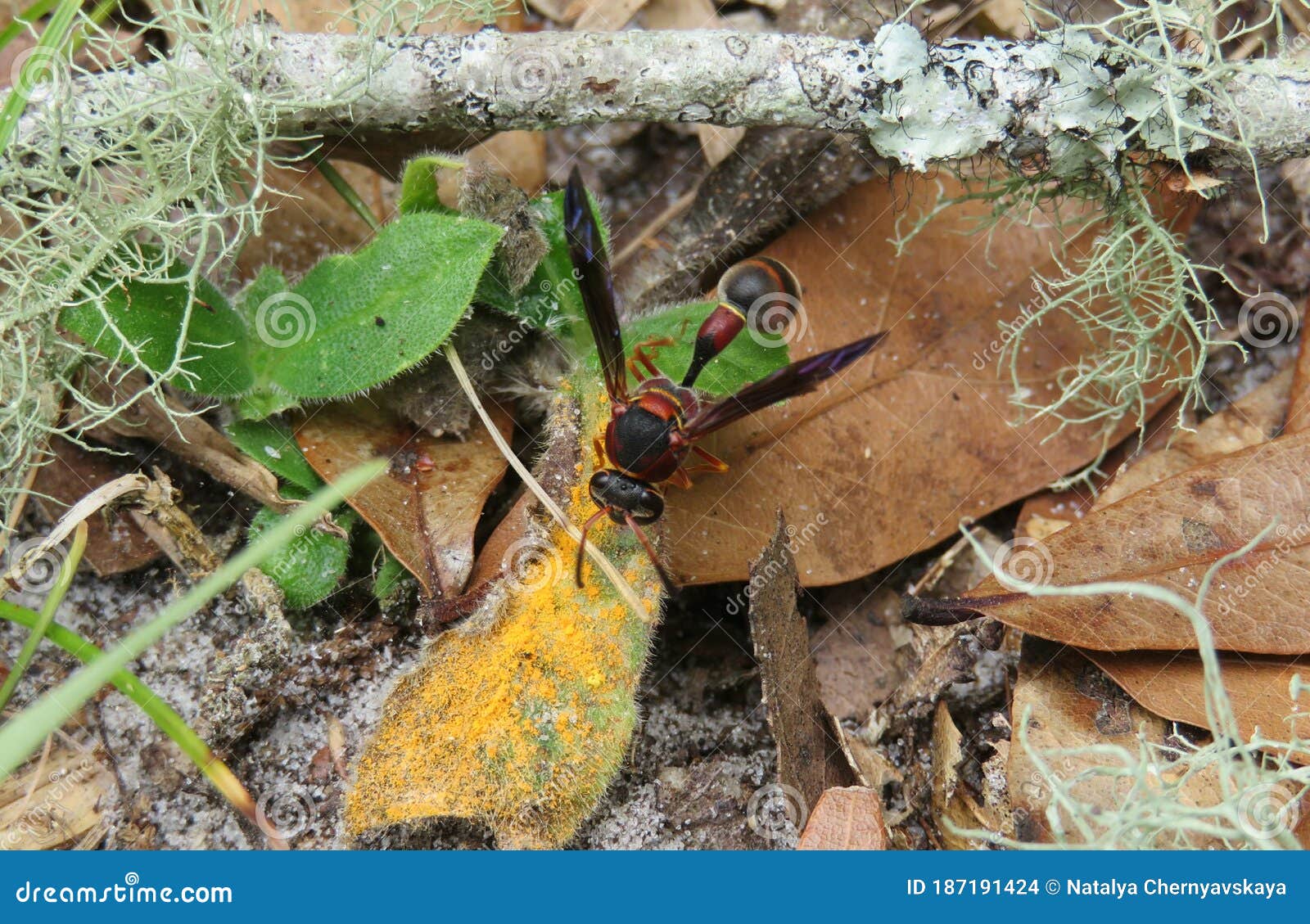 Tropical wasp on ground stock photo. Image of biology - 187191424