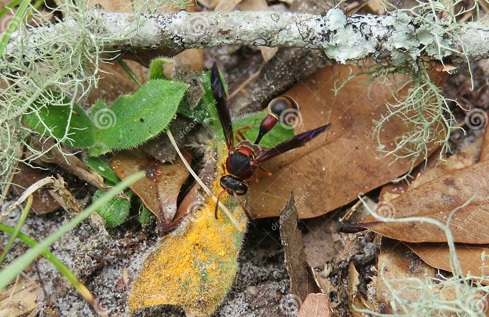 Tropical wasp on ground stock photo. Image of biology - 187191424