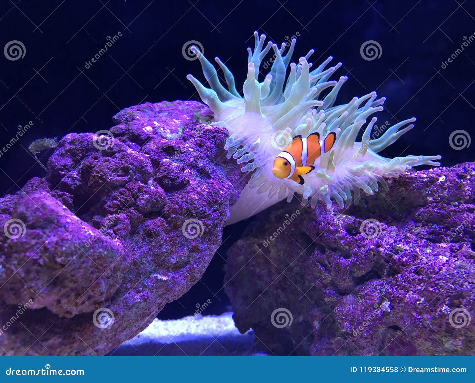 Nemo fish stock photo. Image of aquarius, water, fish - 119384558