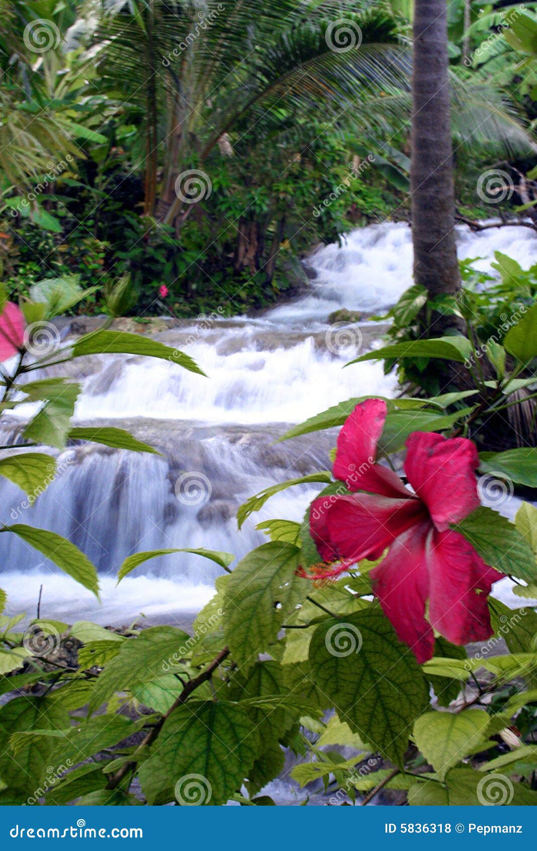Tropical Rainforest Waterfalls With Flowers