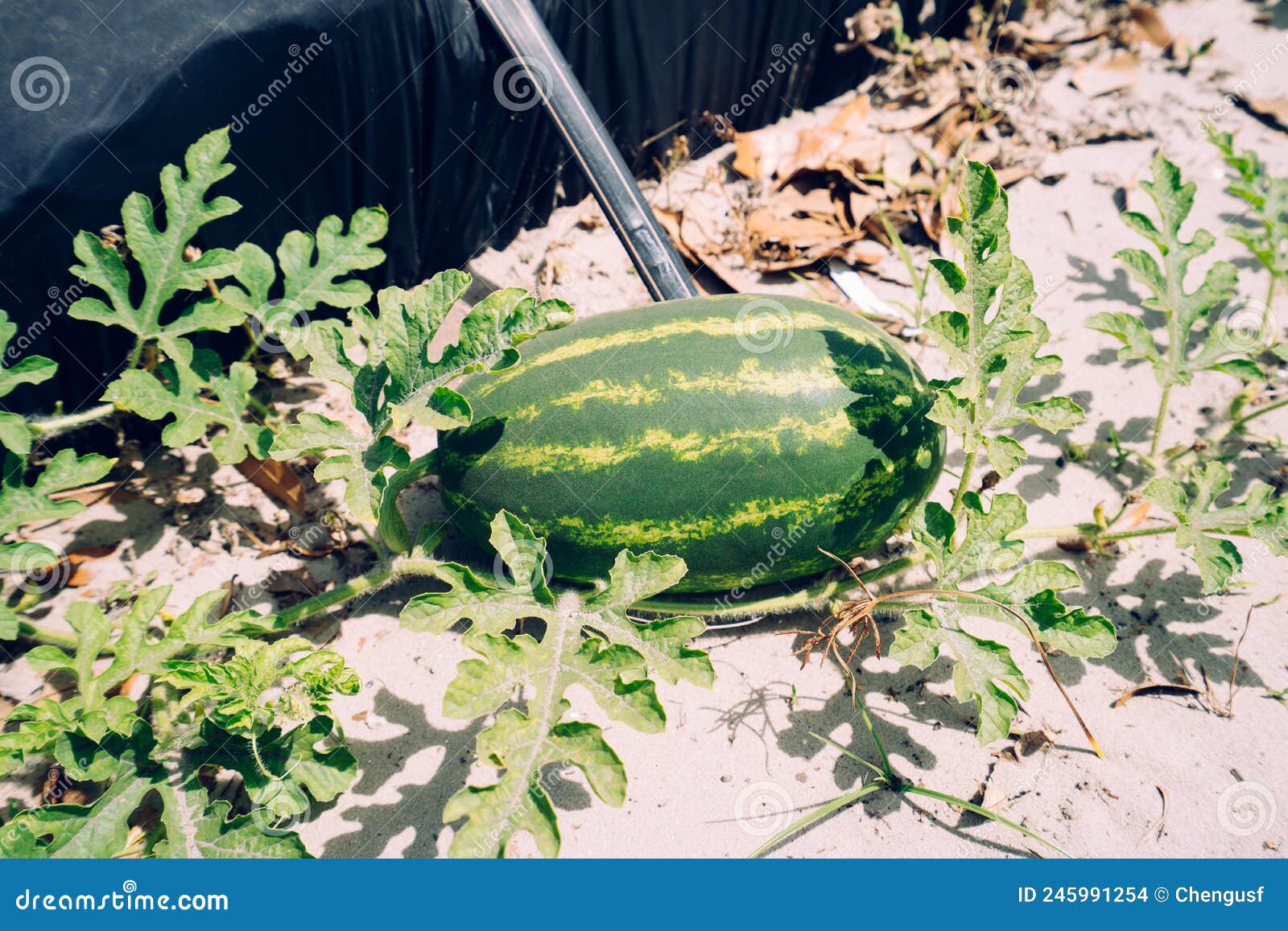 Tropical Watermelon in a Modern Farm Stock Photo - Image of greenhouse ...