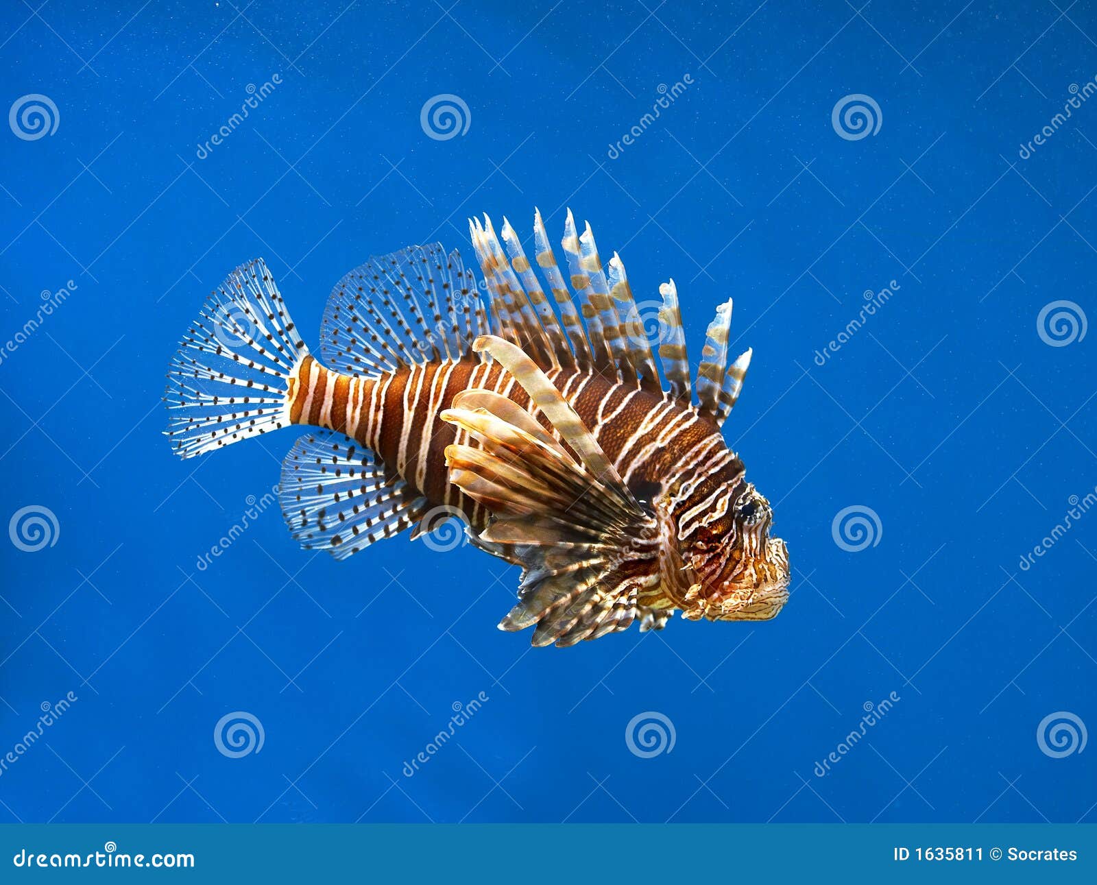Tropical waters stock image. Image of colorful, reefs - 1635811
