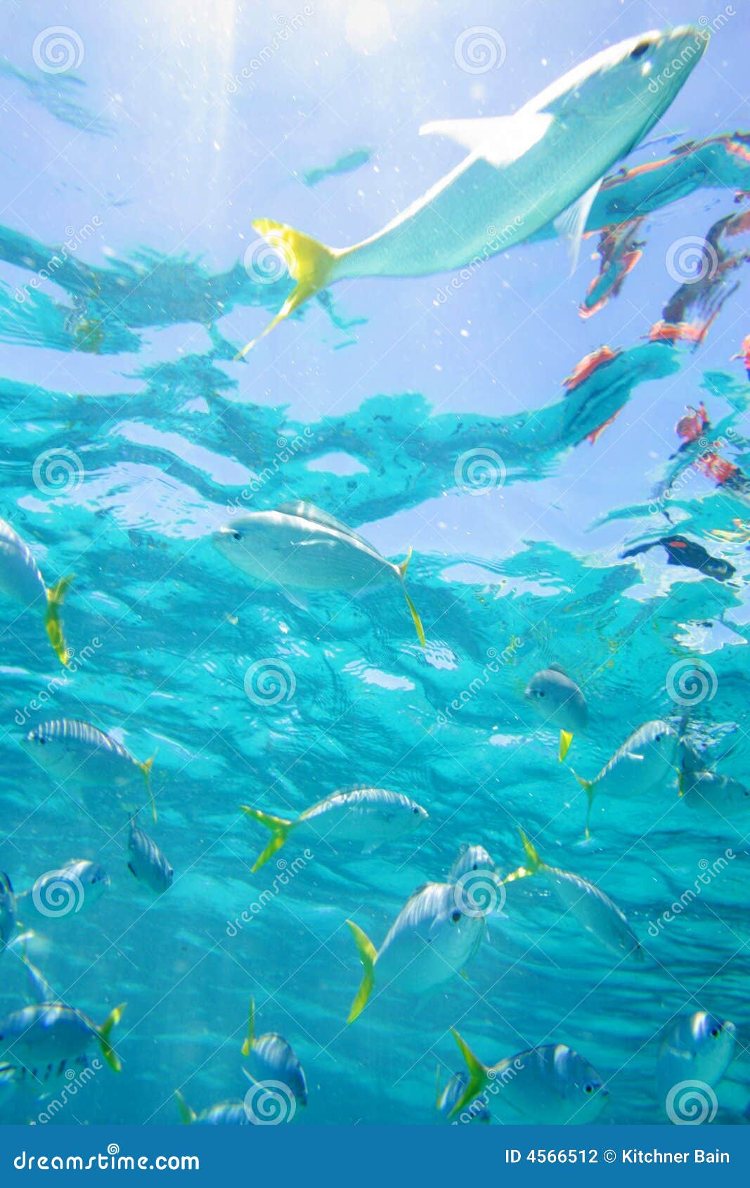 Tropical Waters stock photo. Image of surface, coastal - 4566512