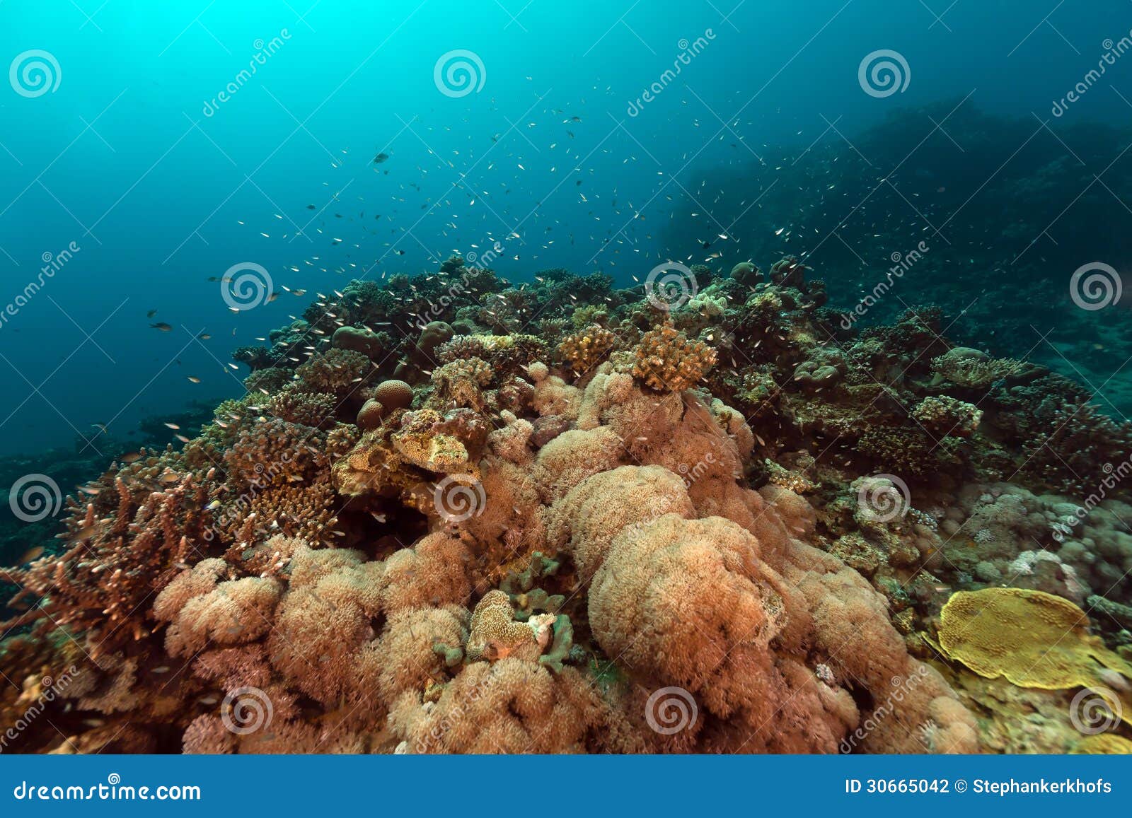 The Tropical Waters of the Red Sea. Stock Photo - Image of animal ...