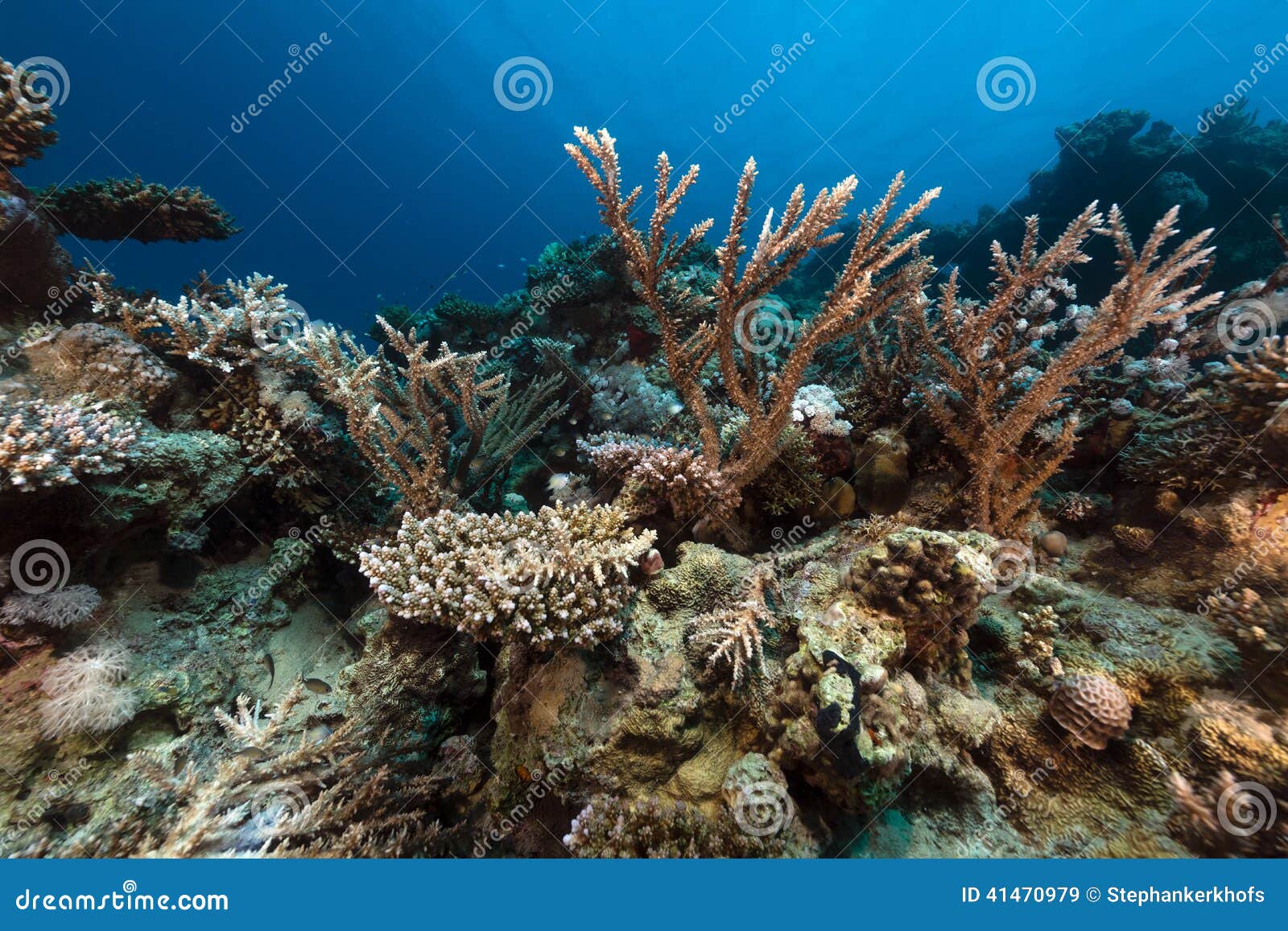 The Tropical Waters of the Red Sea. Stock Image - Image of beneath ...