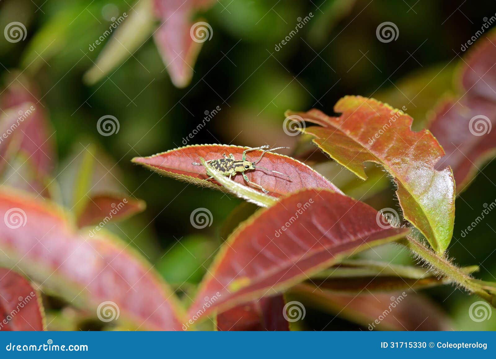 Tropical weevil stock photo. Image of weevil, wildlife - 31715330