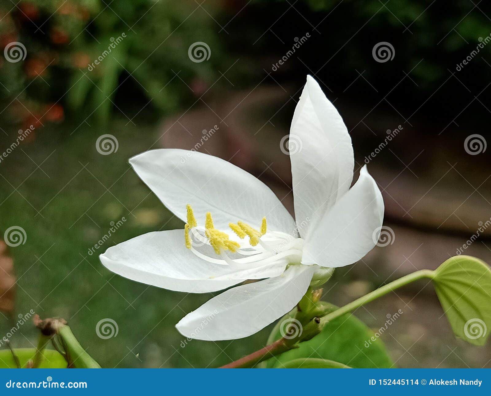 Tropical White Giloy Flower Stock Photos - Free & Royalty-Free Stock ...