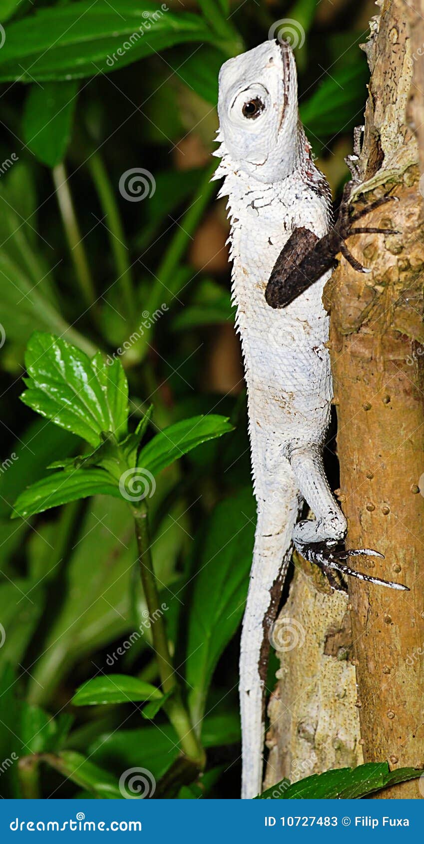 Tropical white lizard stock image. Image of detail, fauna - 10727483