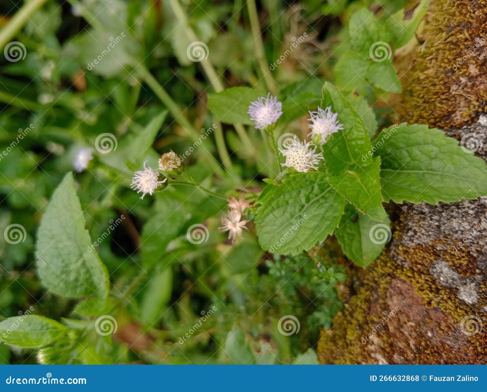 Tropical White Weed Plants on Concrete Stock Photo - Image of nature ...