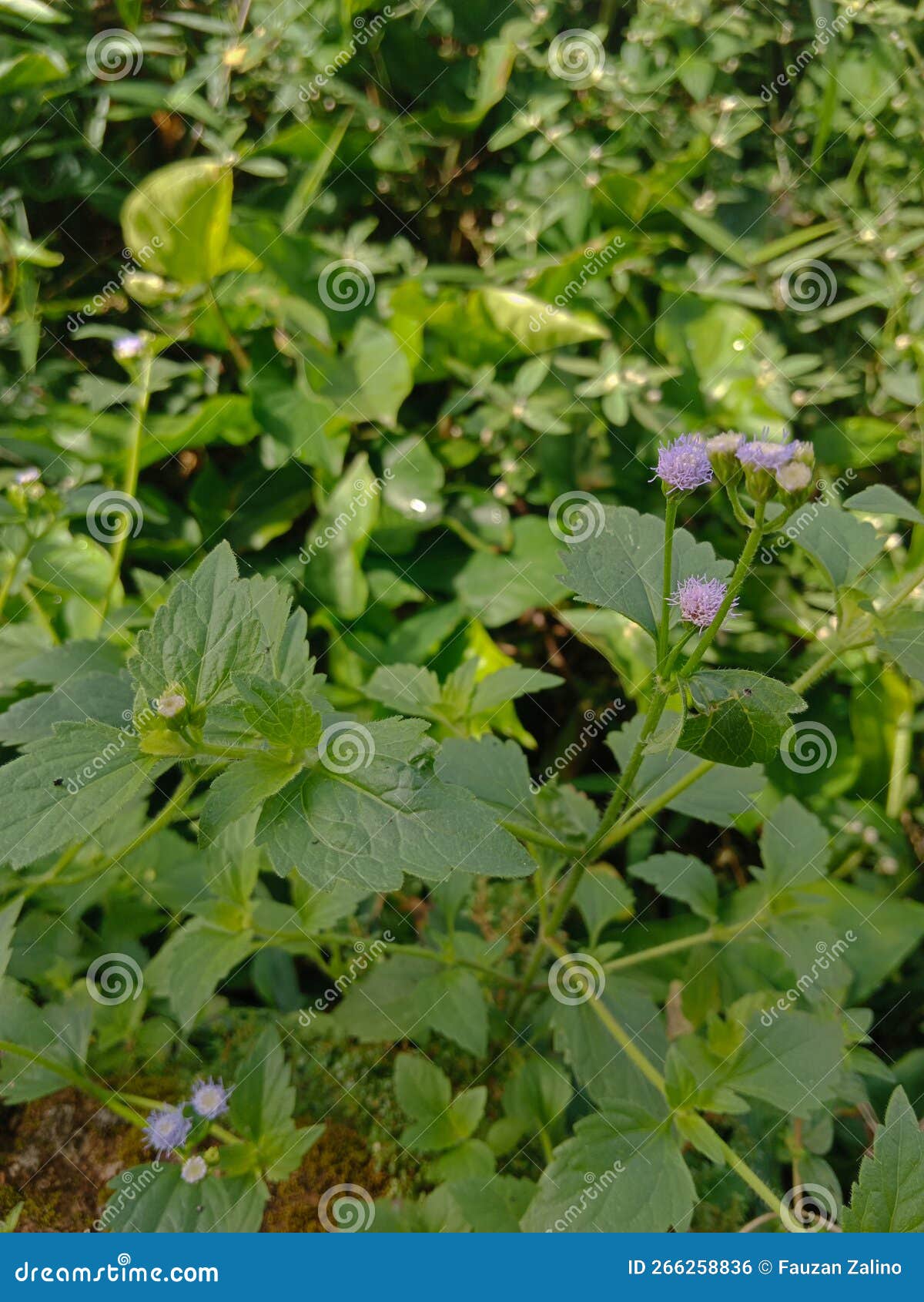 Tropical Whote Weed Plant in the Morning Stock Photo - Image of tree ...