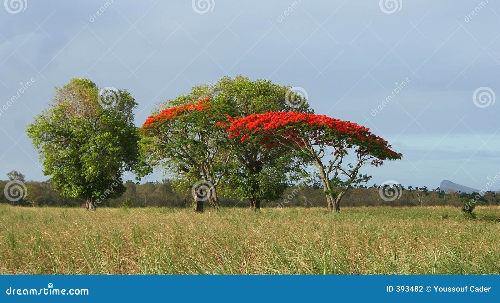 Tropical wilderness stock photo. Image of vacation, flamboyant - 393482