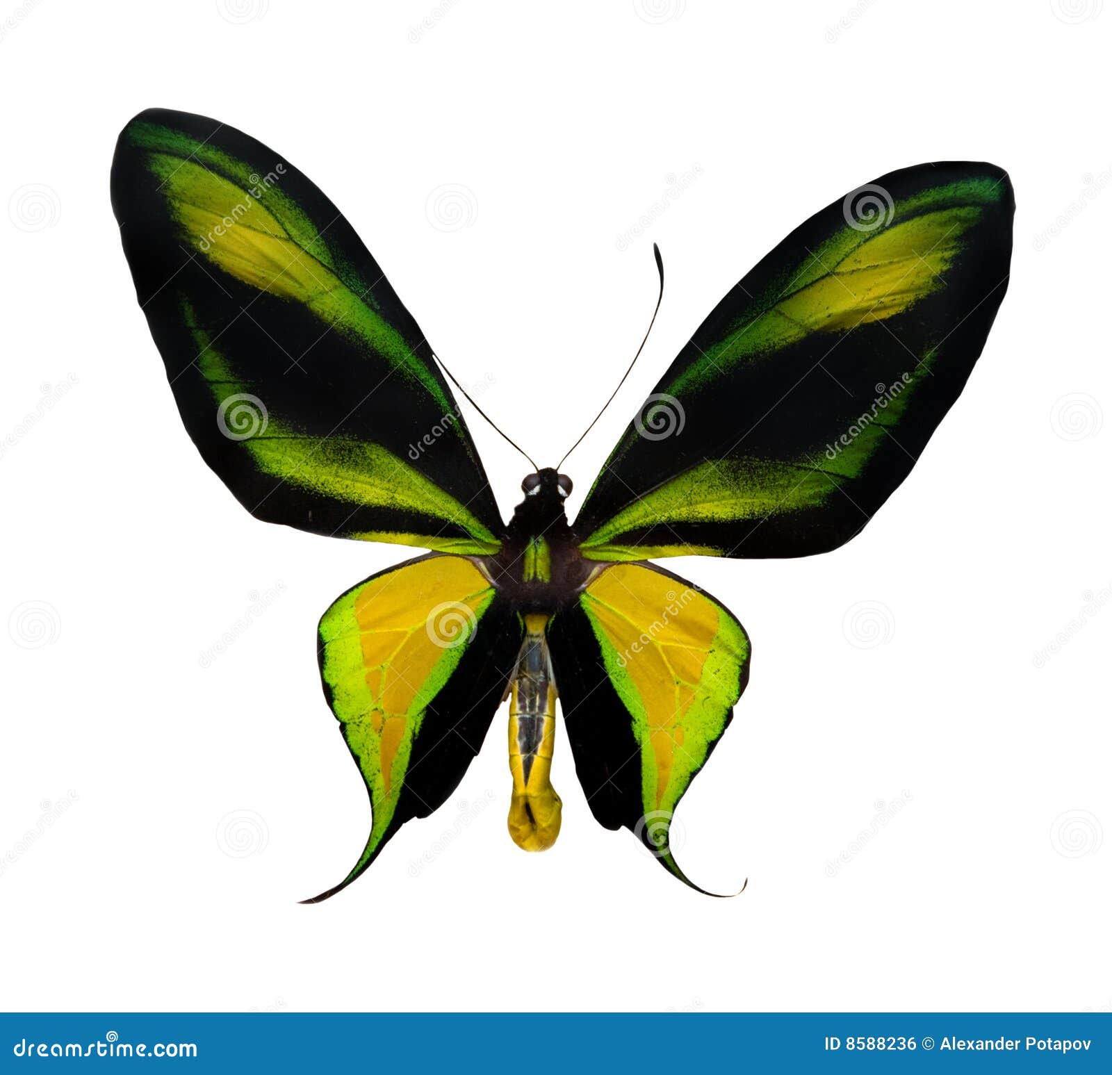 61,910 Black Green Butterfly Stock Photos - Free & Royalty-Free Stock ...