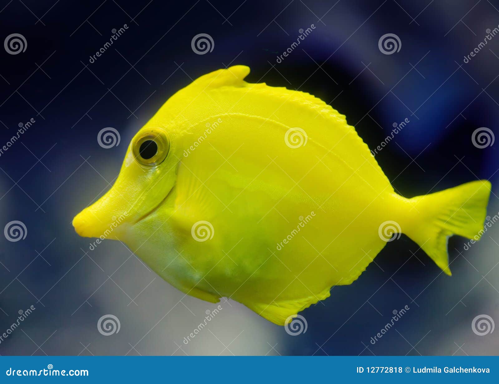 A tropical yellow fish stock photo. Image of color, surgeon - 12772818