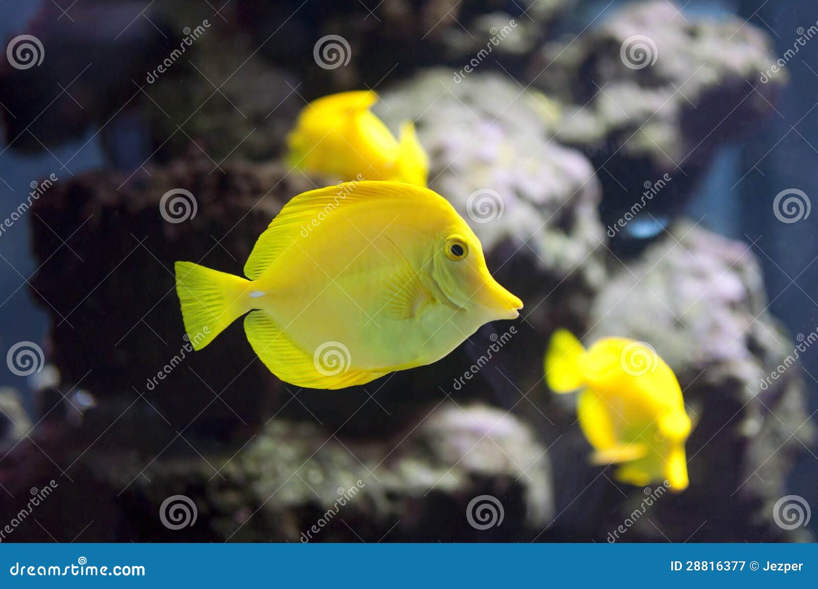 Tropical yellow tang fish stock image. Image of surgeonfish - 28816377