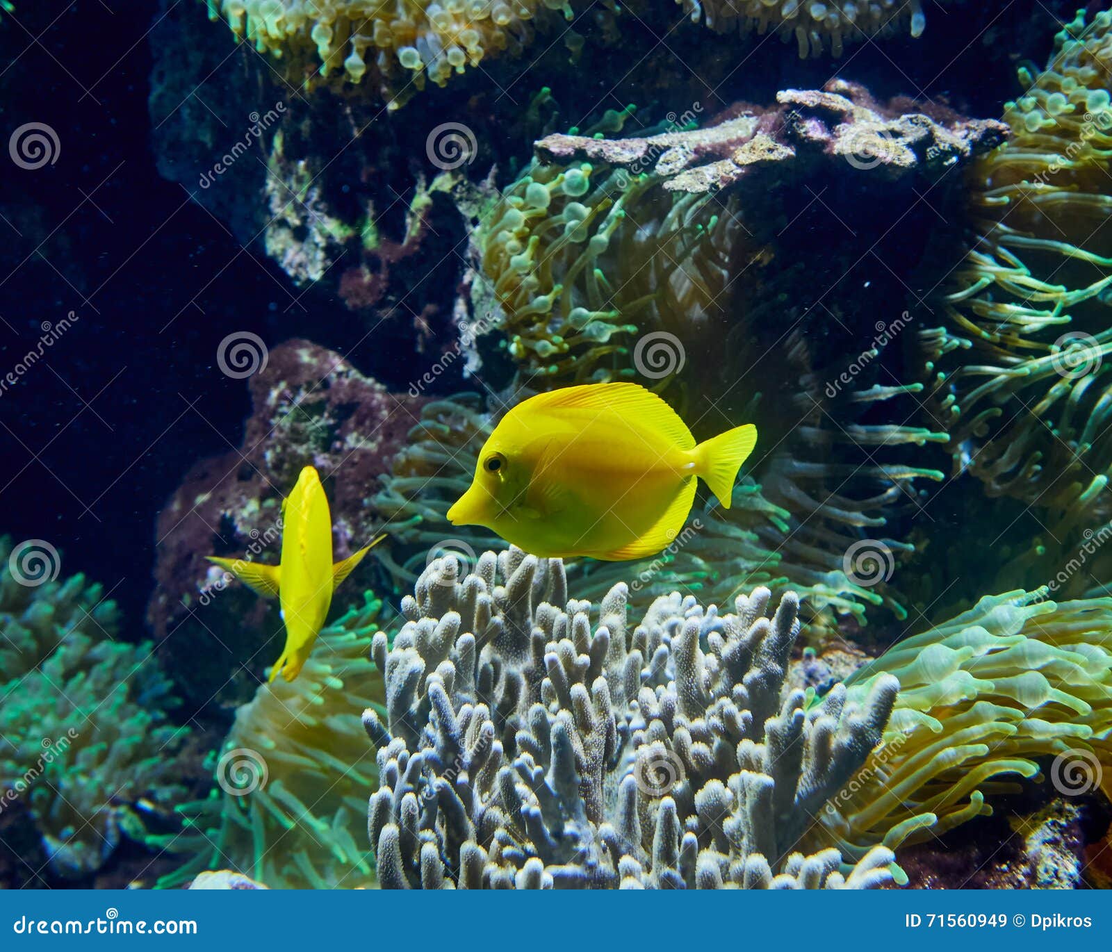 Tropical yellow tang fish stock image. Image of blue - 71560949