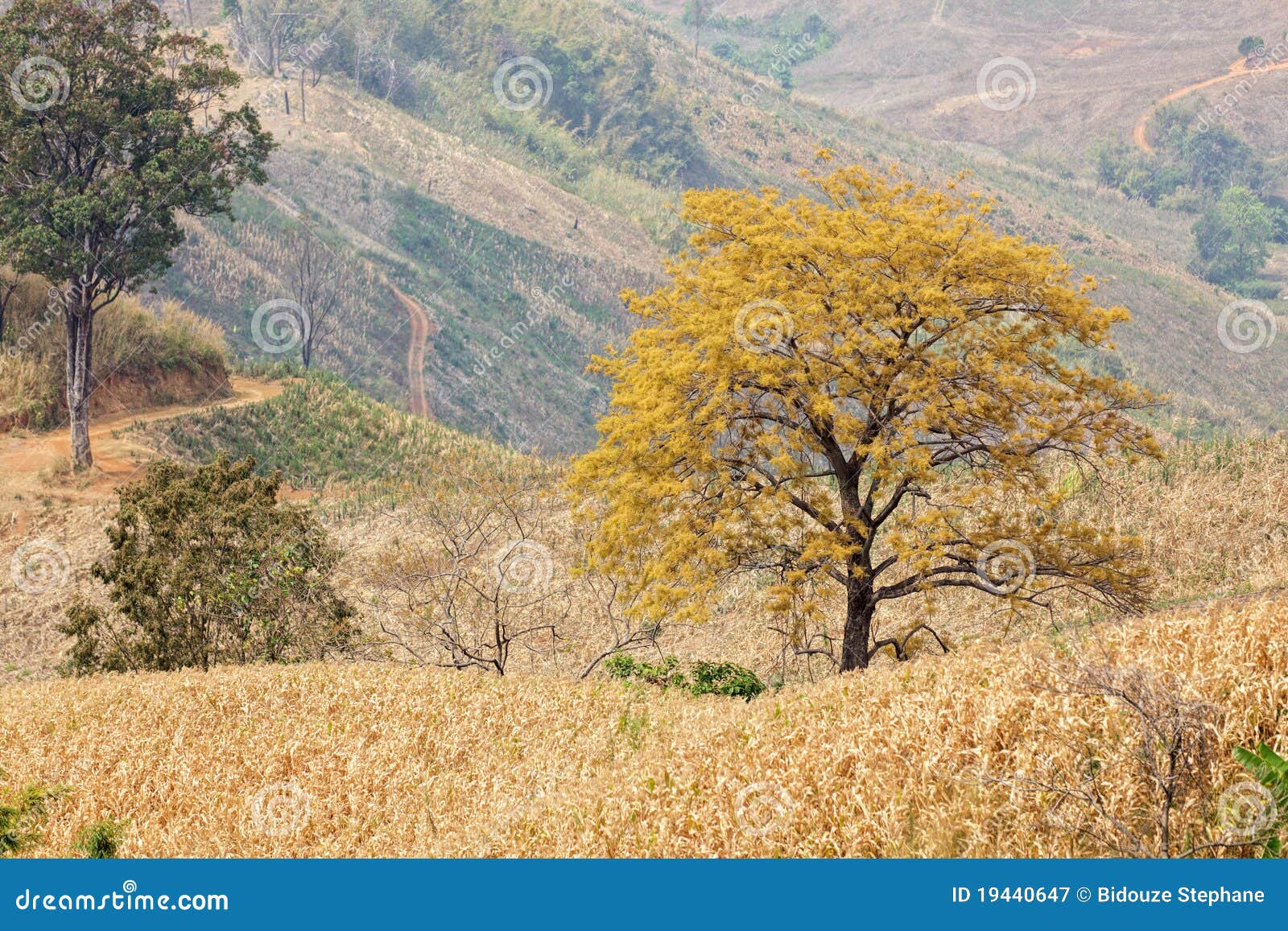 Tropical yellow tree stock image. Image of yellow, north - 19440647
