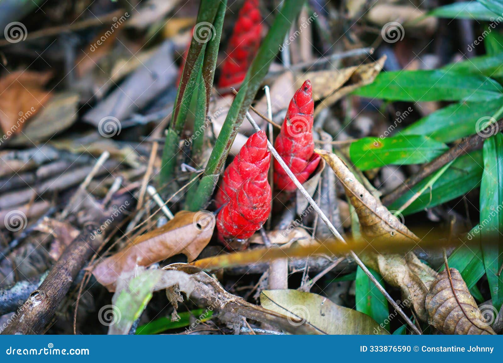 Tropical Zingiber Zerumbet or Bitter Ginger in Forest Stock Photo ...