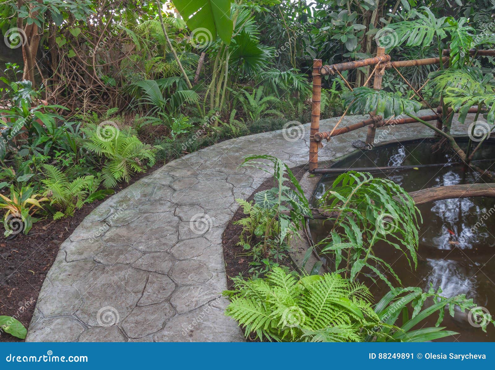Tropical Zone in the Greenhouse. Stock Image - Image of fern, roots ...