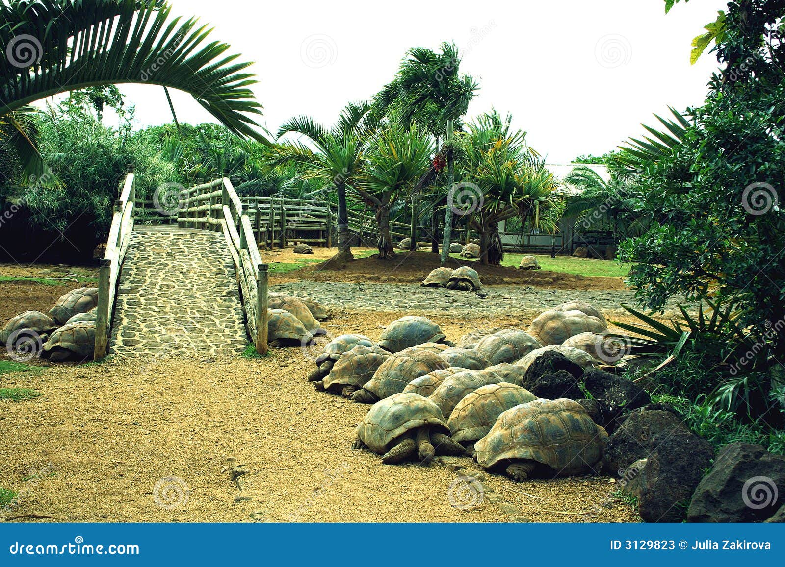Tropical zoo stock image. Image of africa, huge, reptile - 3129823