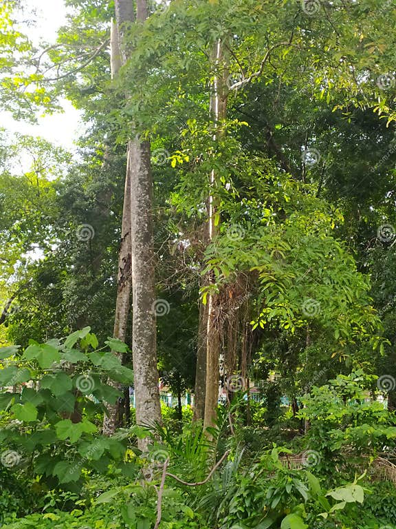 The Tropicalforest in Sumatra Stock Photo - Image of plants, tropical ...