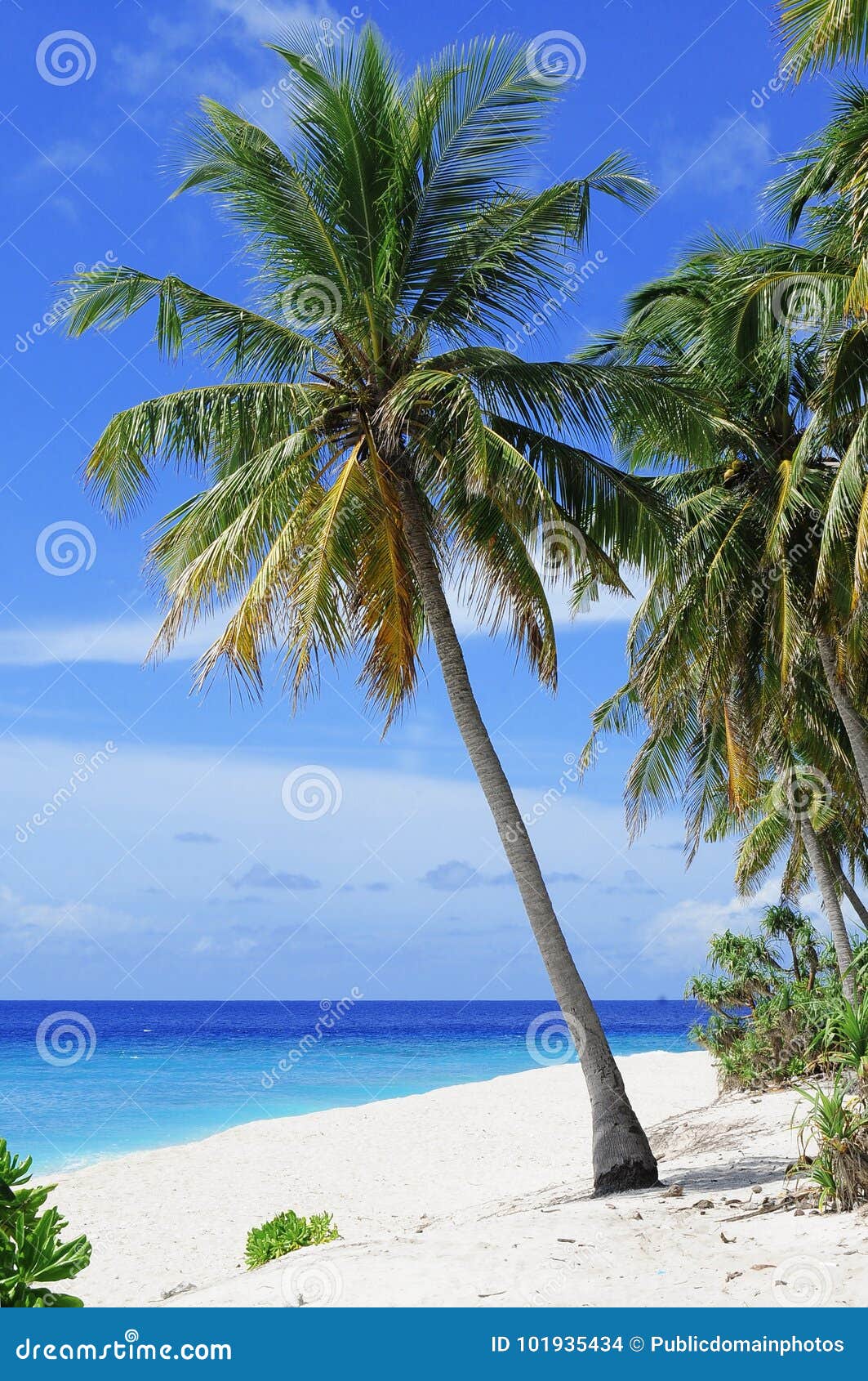 Tropics, Sky, Caribbean, Palm Tree Picture. Image: 101935434