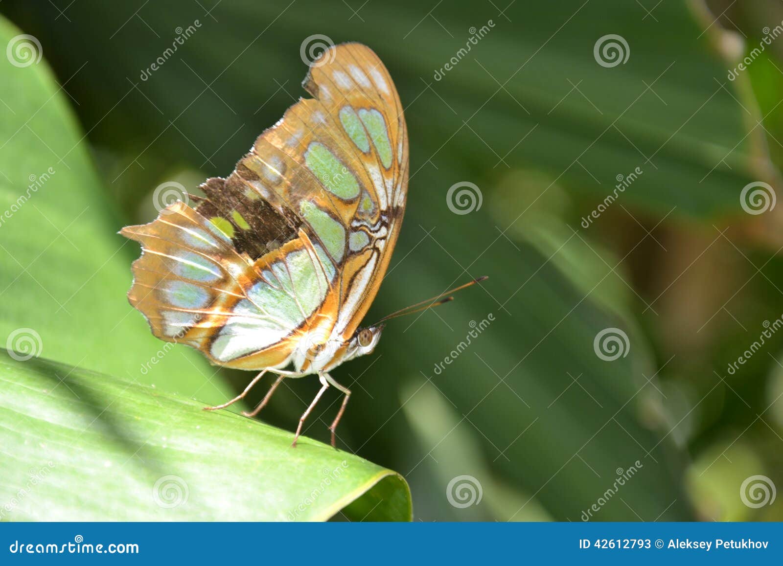 Tropiques Yucatan Mexique D'insectes De Papillon Macro Image stock ...