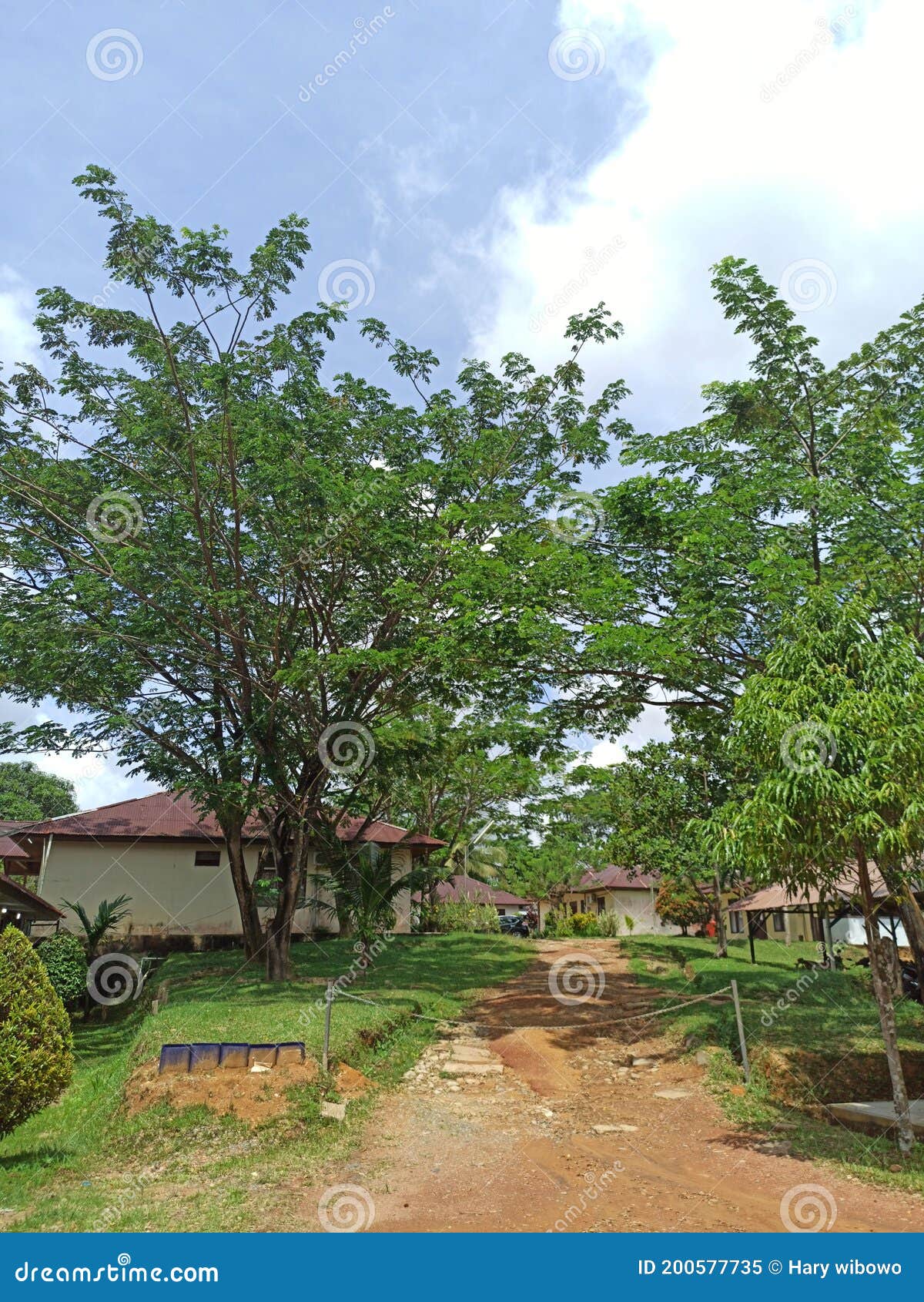 Tropis Tree Royalty-Free Stock Photo | CartoonDealer.com #200577735