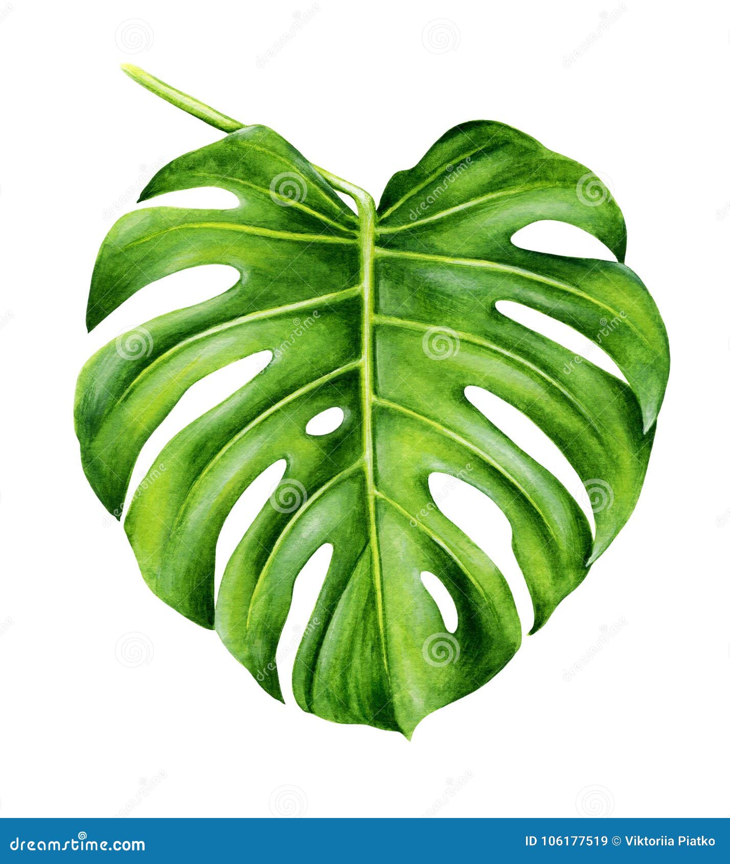 Tropisch blad van monstera stock illustratie. Illustration of ...