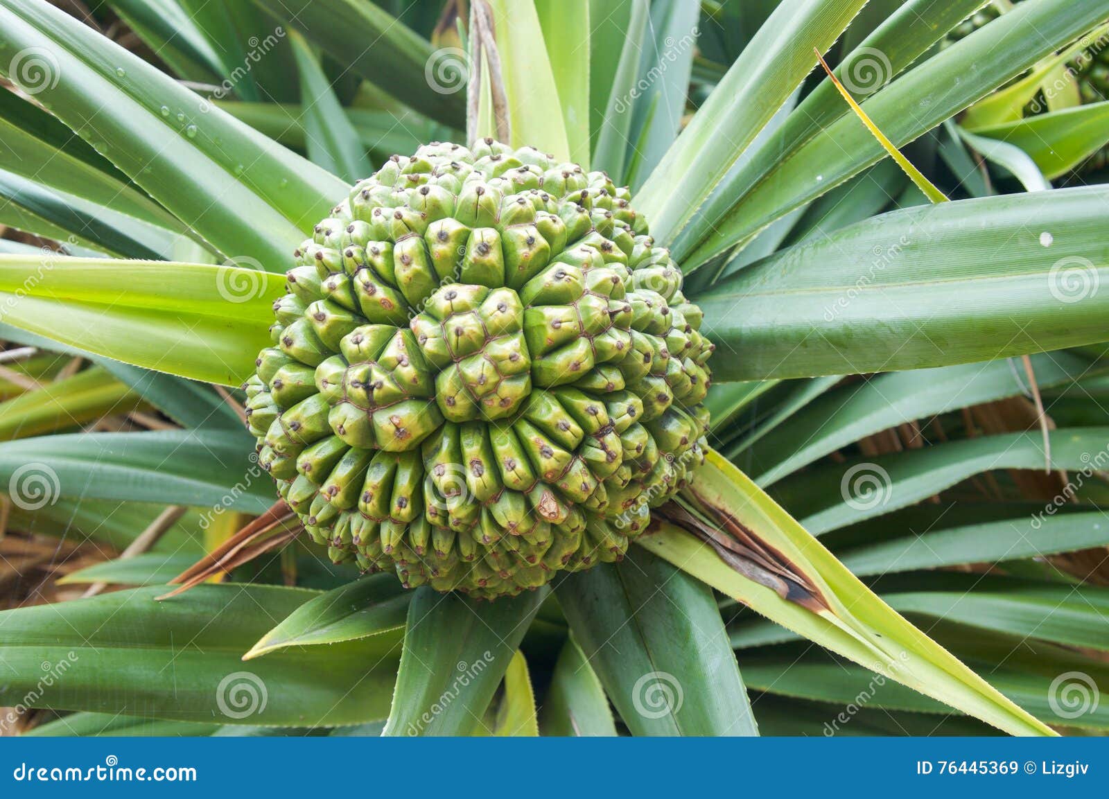 Tropisch Boomfruit stock afbeelding. Image of koning - 76445369