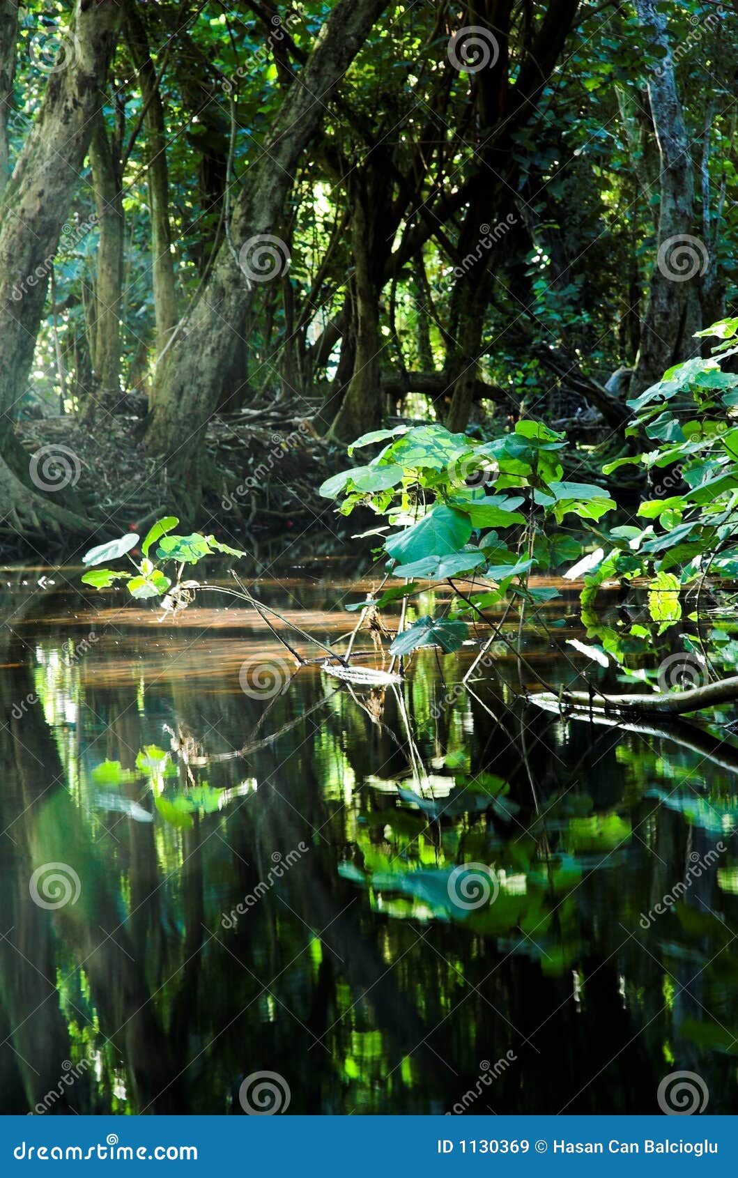 Tropisch bos stock afbeelding. Image of eiland, bezinning - 1130369