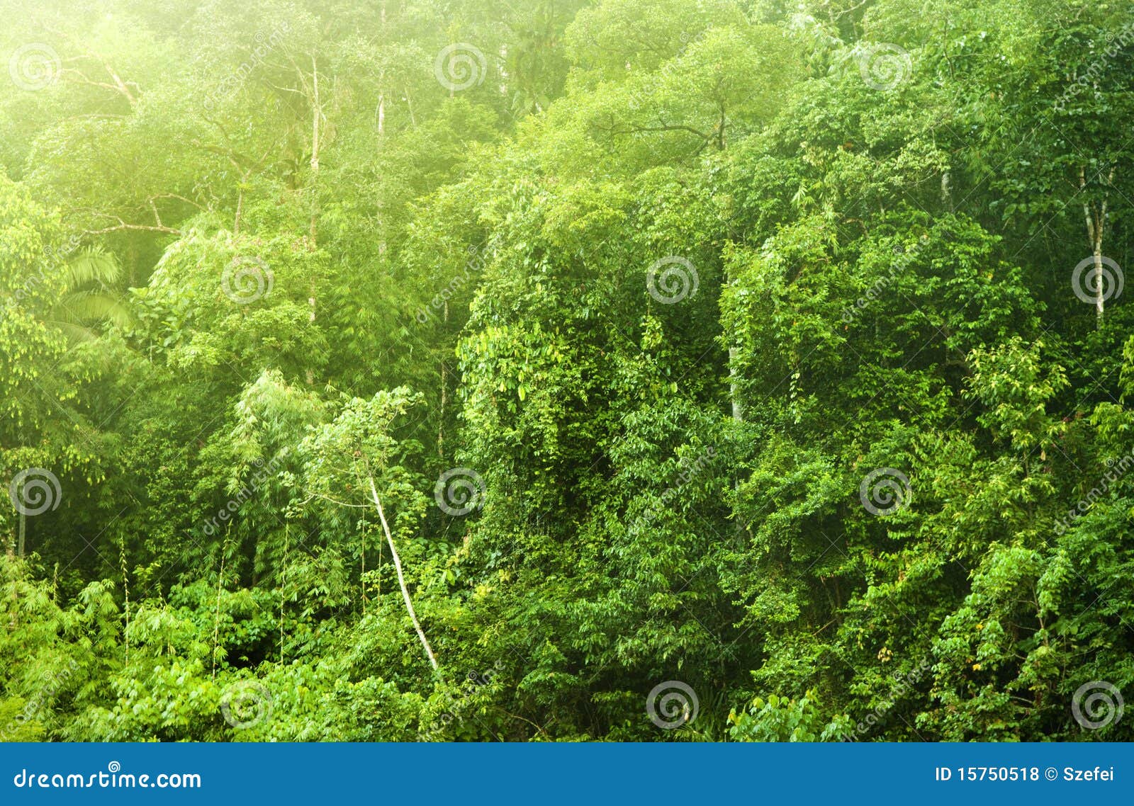 Tropisch bos stock foto. Image of achtergrond, mist, exploratie - 15750518