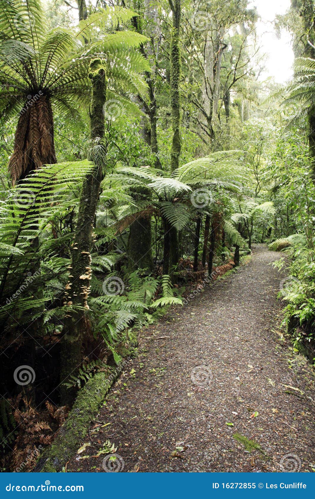 Tropisch bos stock afbeelding. Image of niemand, nave - 16272855