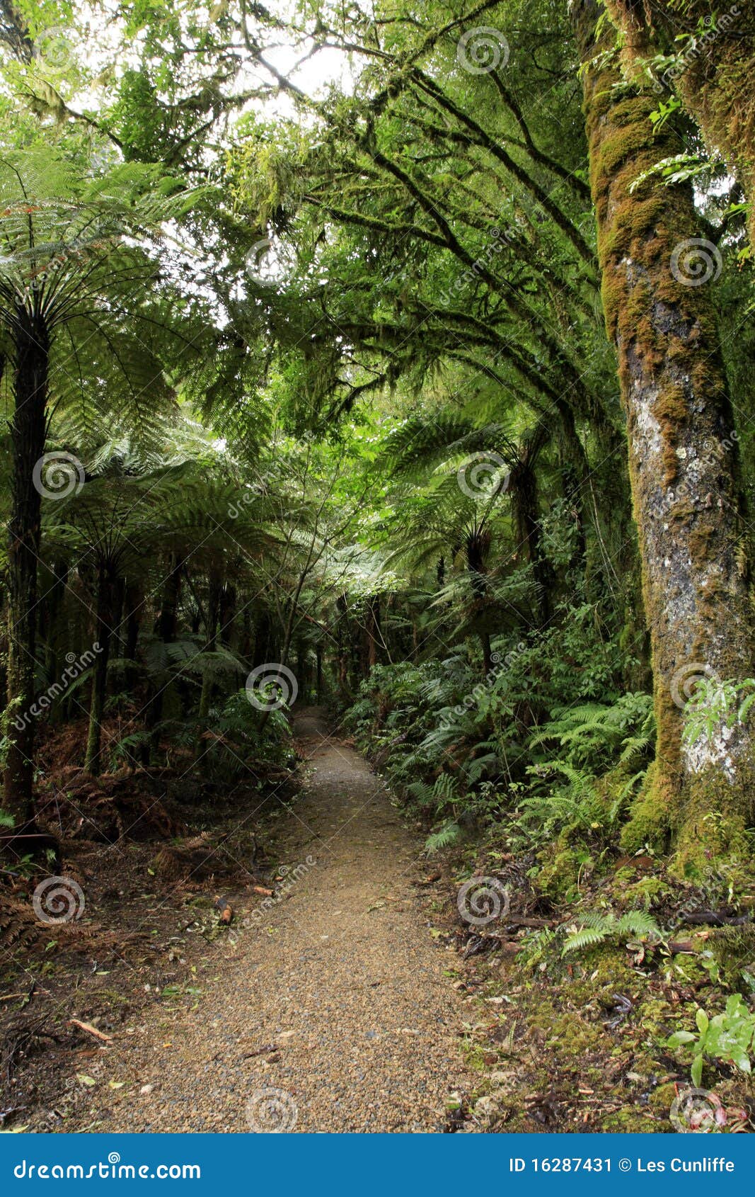 Tropisch bos stock afbeelding. Image of wildernis, openlucht - 16287431