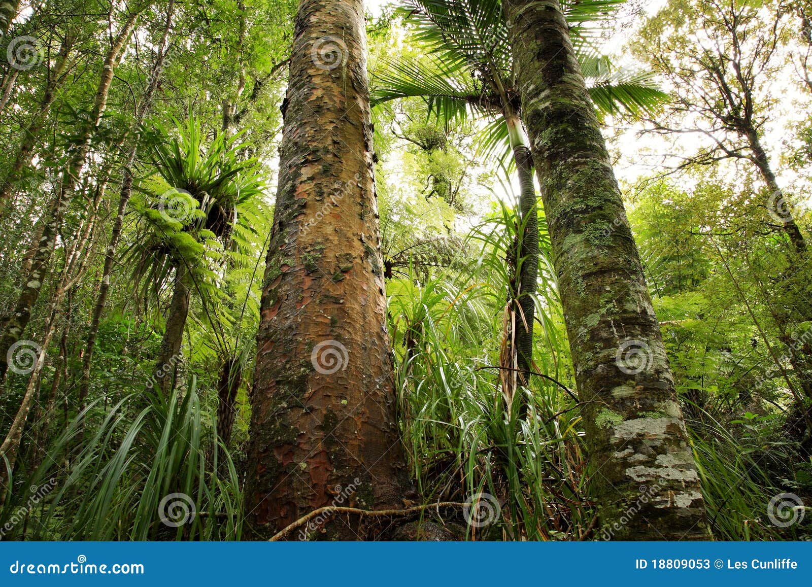 Tropisch bos stock afbeelding. Image of nave, flora, vochtigheid - 18809053