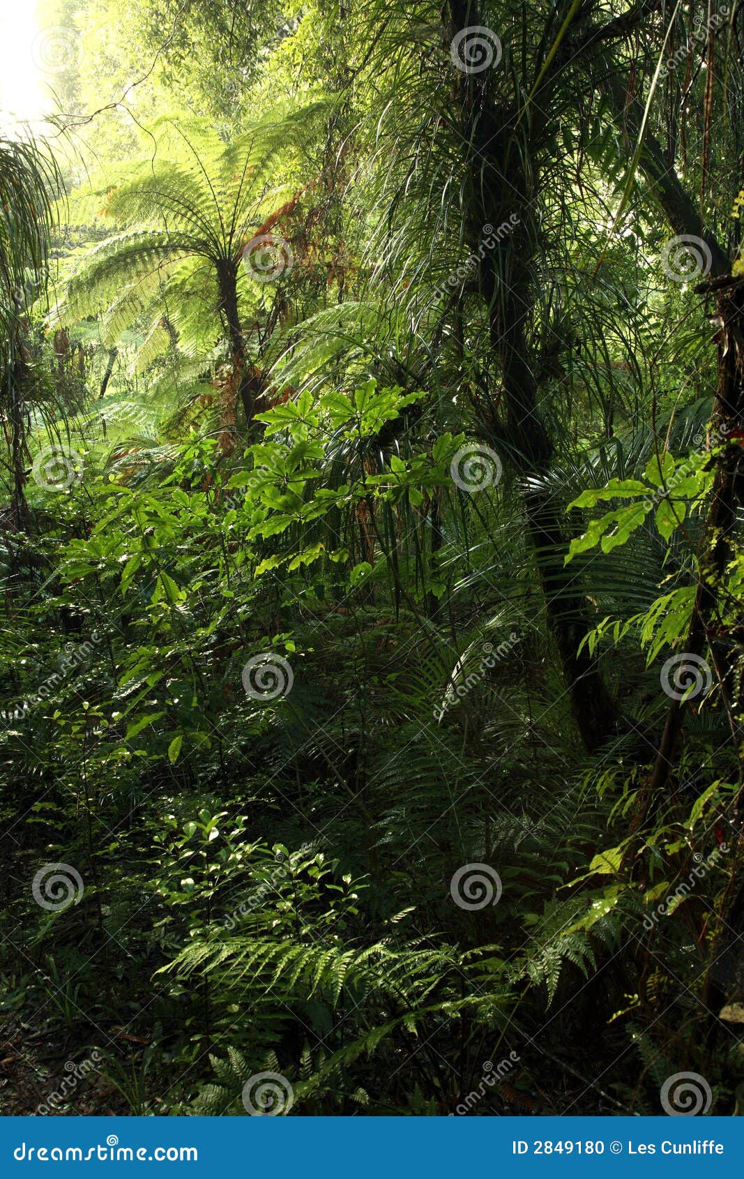 Tropisch bos stock foto. Image of tropisch, hout, uitgelijnd - 2849180