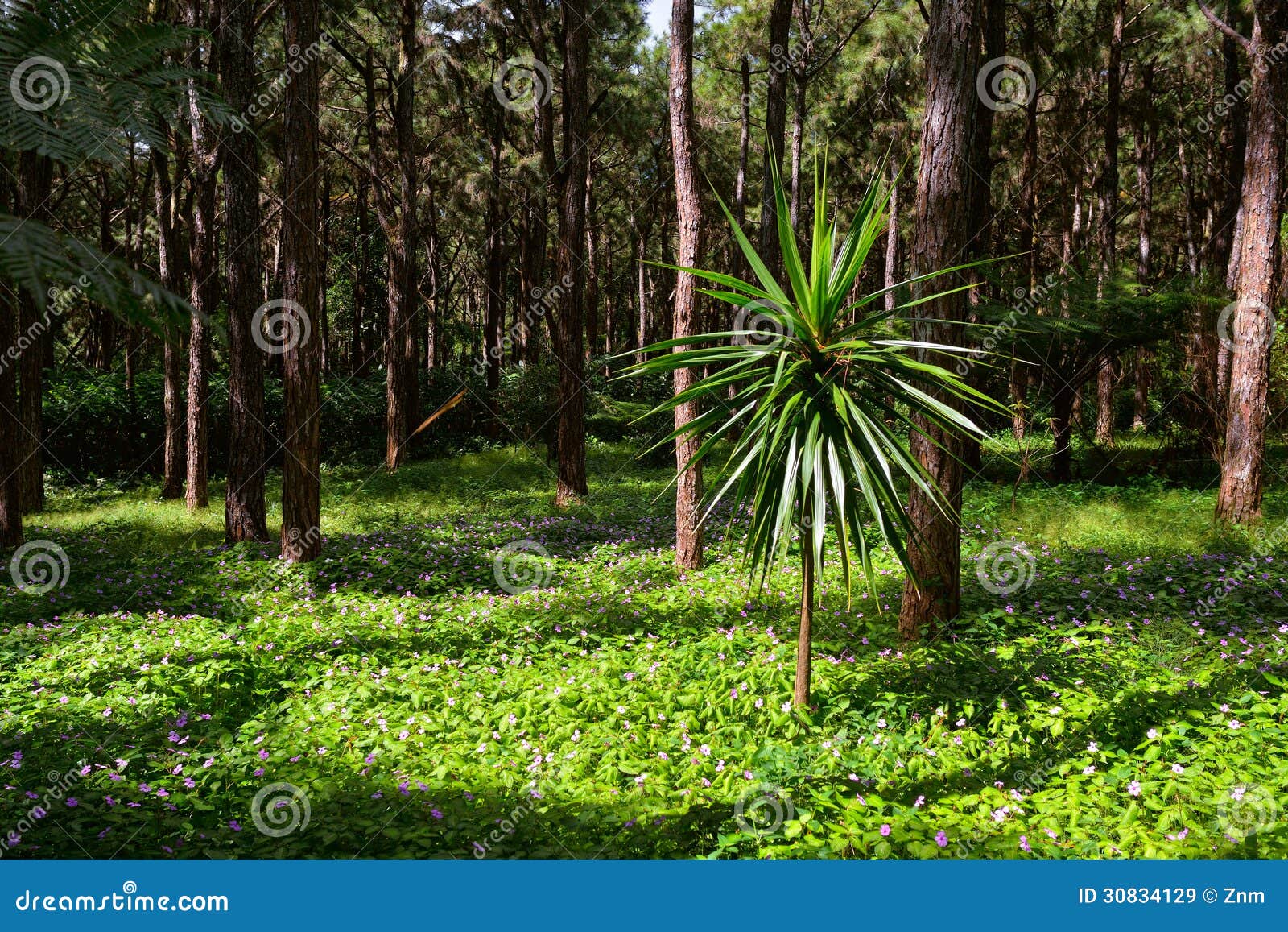 Tropisch bos stock afbeelding. Image of plantkunde, paradijs - 30834129