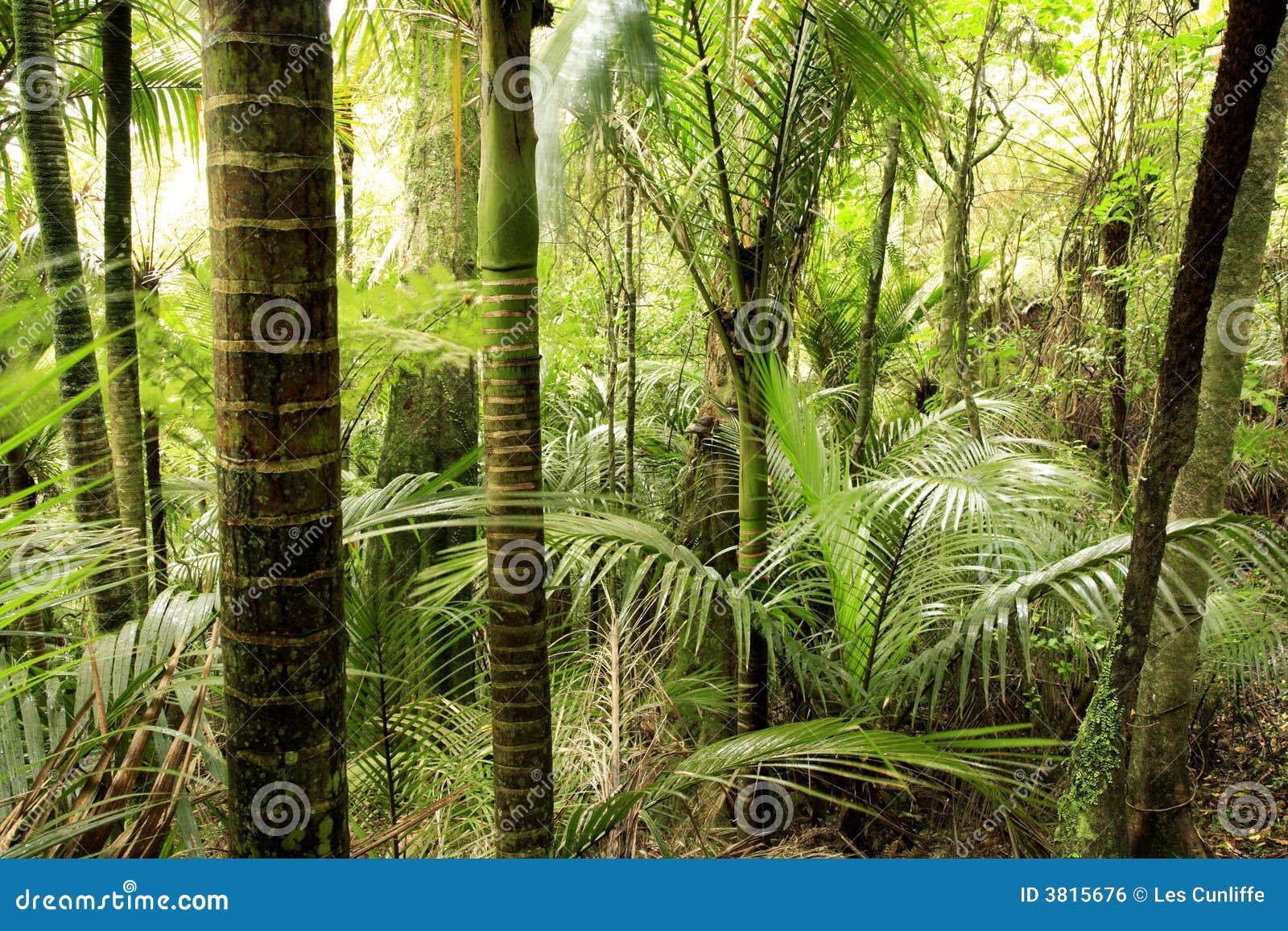 Tropisch bos stock foto. Image of vegetatie, varen, vochtig - 3815676