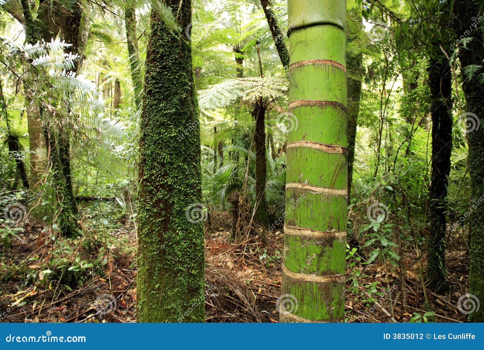 Tropisch bos stock foto. Image of bladeren, wildernis - 3835012