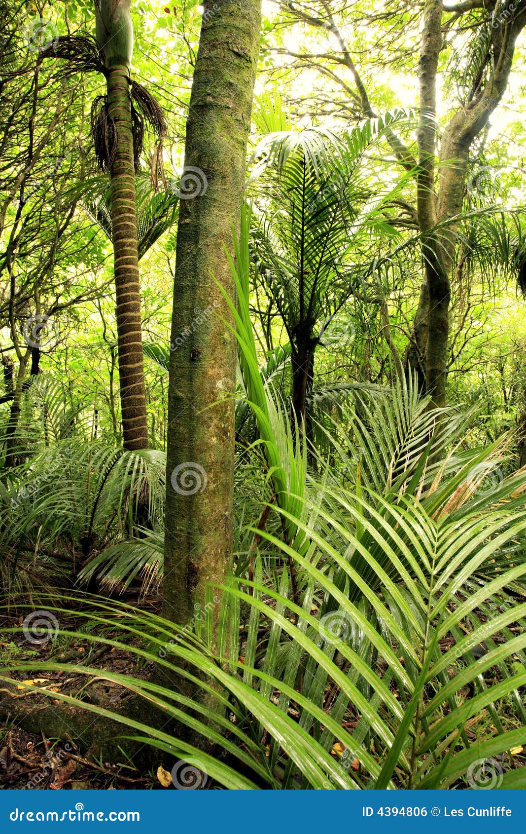 Tropisch bos stock foto. Image of vochtig, landschap, bomen - 4394806