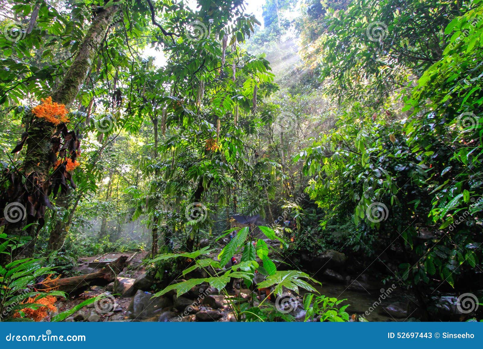 Tropisch Bos stock afbeelding. Image of expeditie, wandeling - 52697443