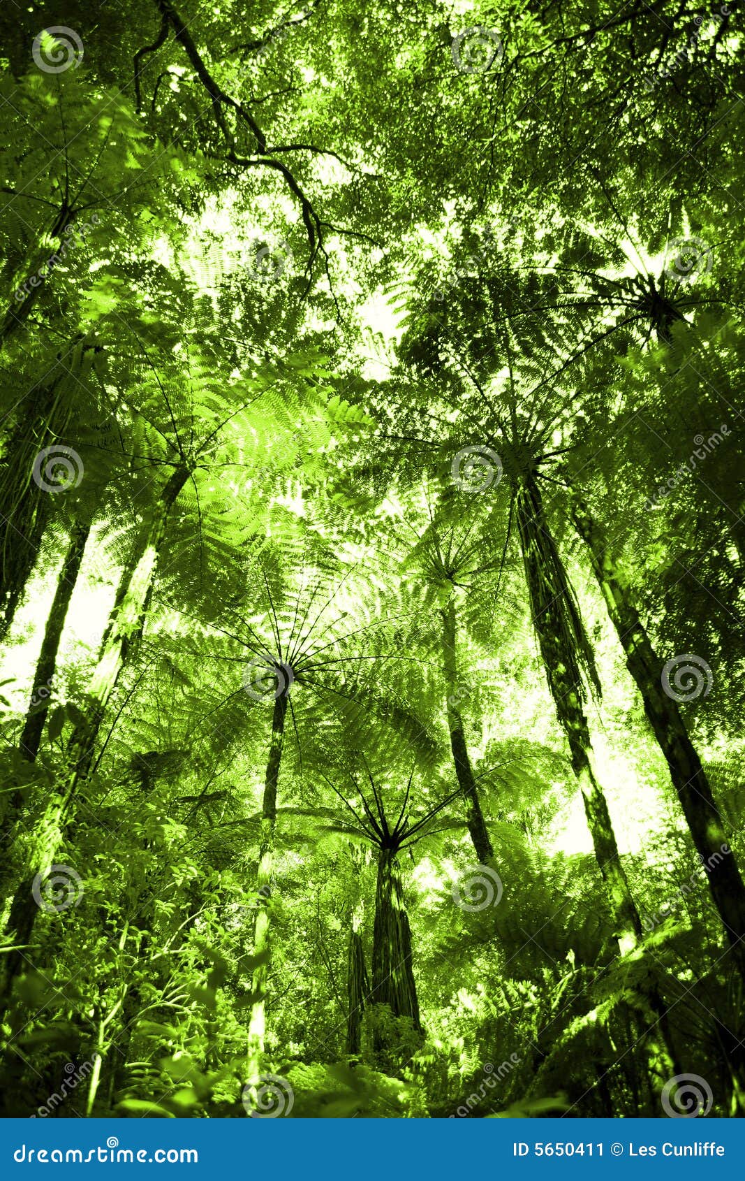 Tropisch bos stock afbeelding. Image of varen, groen, installaties ...