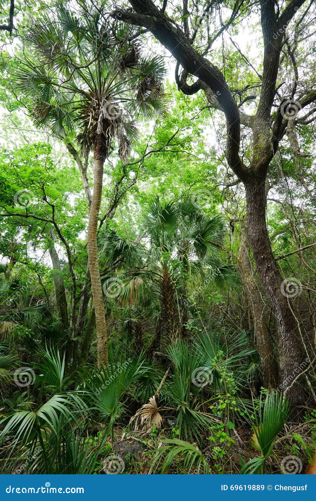 Tropisch bos in Florida stock afbeelding. Image of vereniging - 69619889