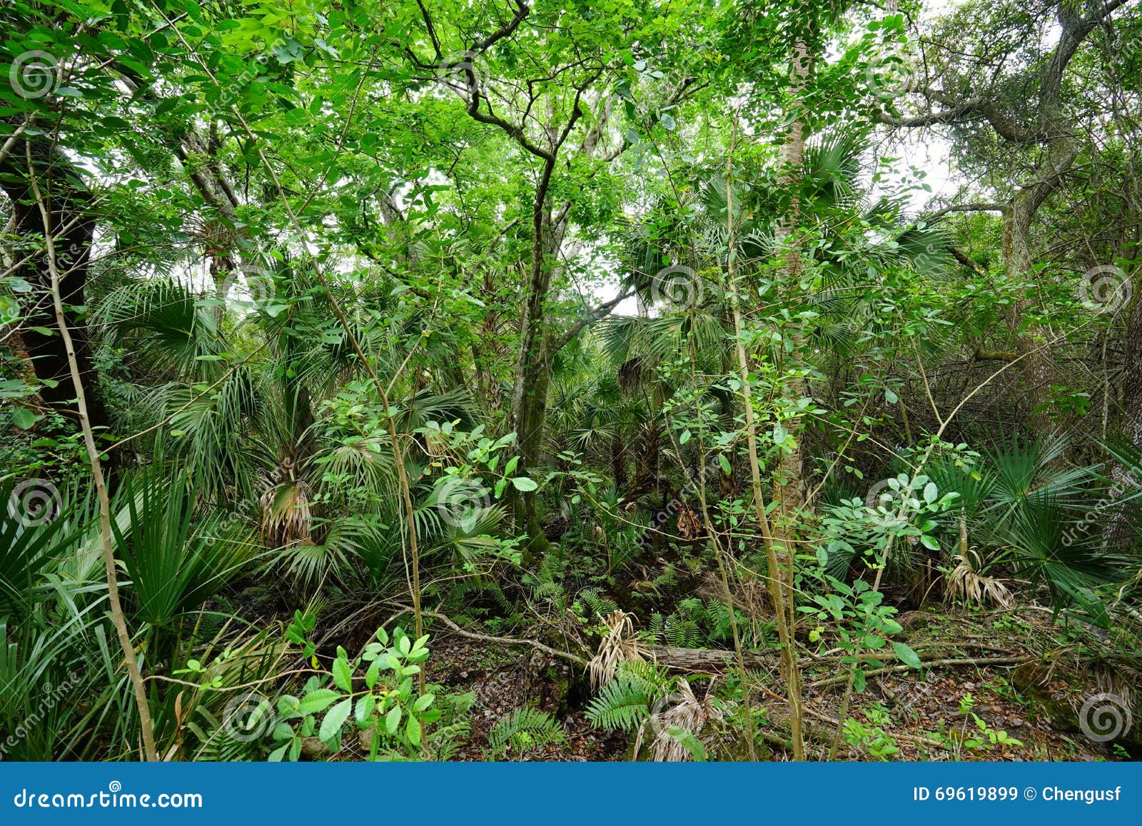 Tropisch bos in Florida stock afbeelding. Image of voor - 69619899