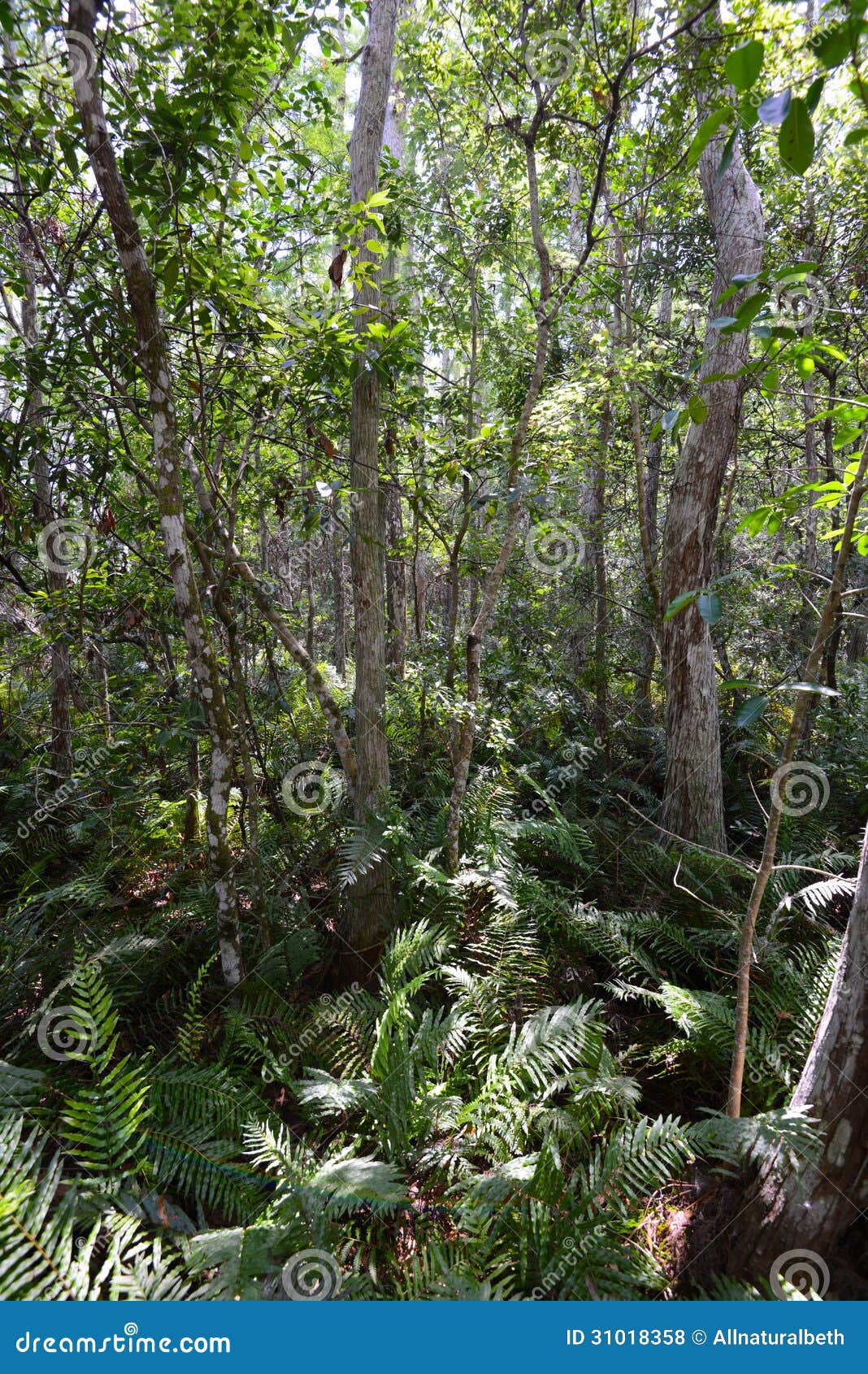 Tropisch Bos Met Cipresbomen Stock Foto - Image of toneel, cipres: 31018358