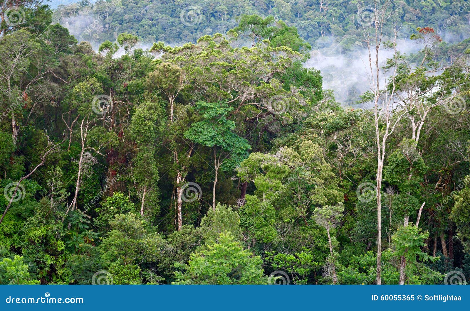 Tropisch bos na regen stock afbeelding. Image of vallei - 60055365