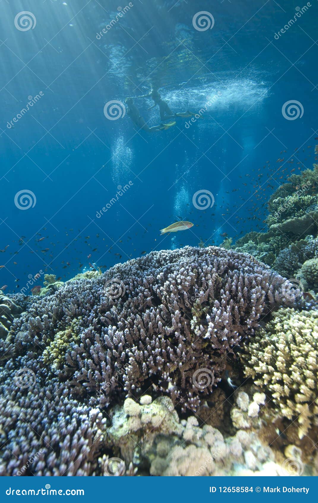 Tropisch Koraalrif in Blauw Water Stock Foto - Image of koralen, meter ...
